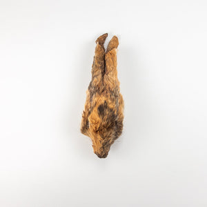 Dehydrated Rabbit Head